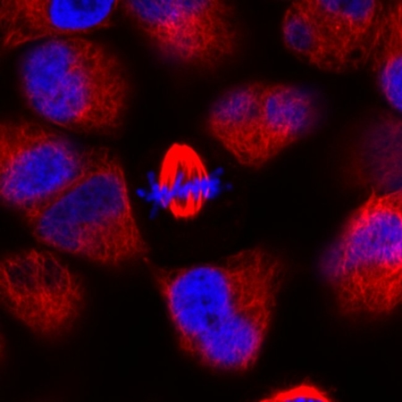 SiR-tubulin kit - Live cell microtubule probe - spirochrome