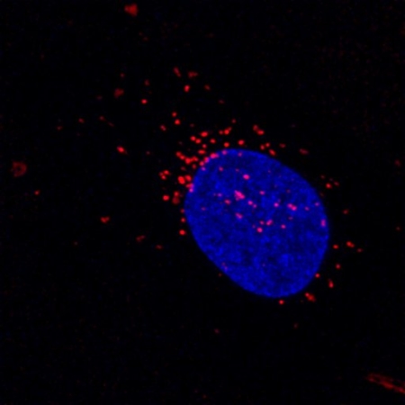 SiR700-lysosome - Live cell lysosome probe