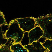 Flipper-TR® - Live cell membrane tension probe - spirochrome