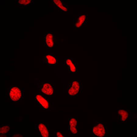 SPY650-DNA - Live cell DNA stain - spirochrome
