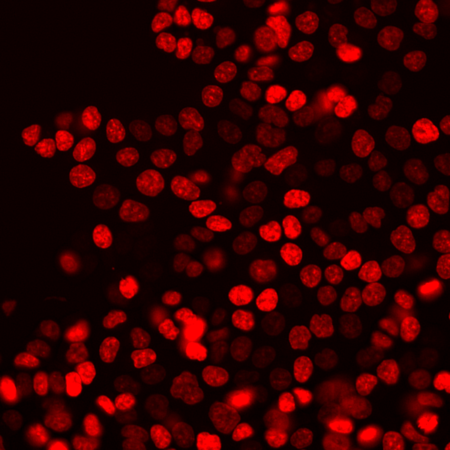 SPY650-DNA - Live cell DNA stain - spirochrome
