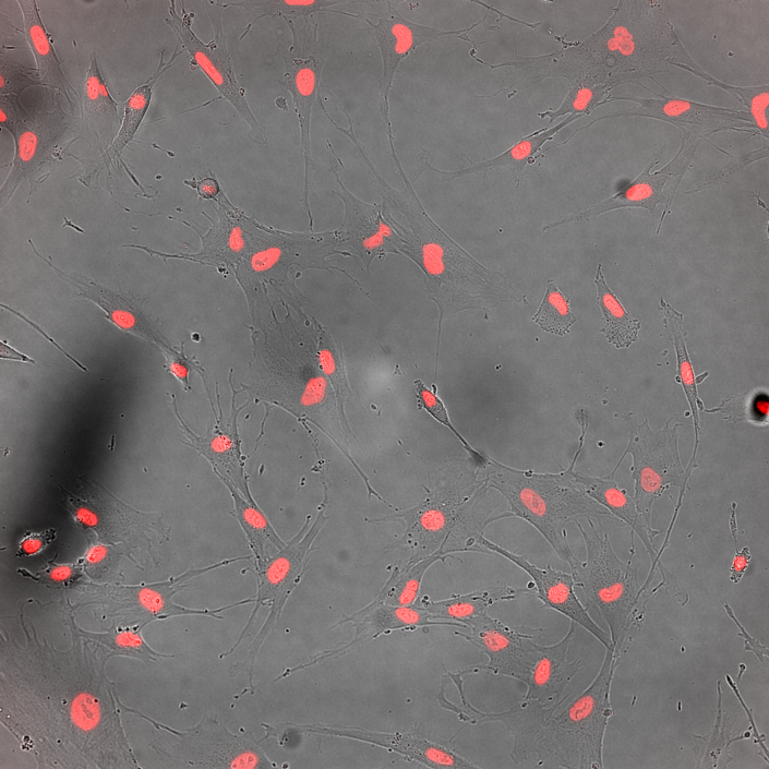 SPY650-DNA - Live cell DNA stain - spirochrome