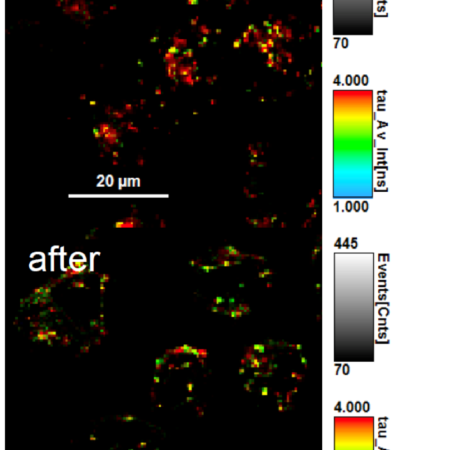 Lyso Flipper-TR® - Lysosome specific membrane tension probe - spirochrome