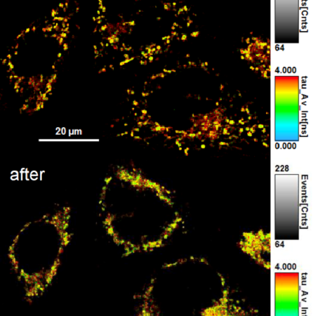Mito Flipper-TR® - Mitochondria specific membrane tension probe ...