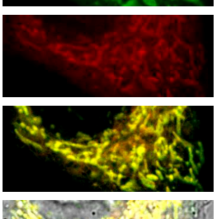 Mito Flipper-TR® - Mitochondria specific membrane tension probe ...