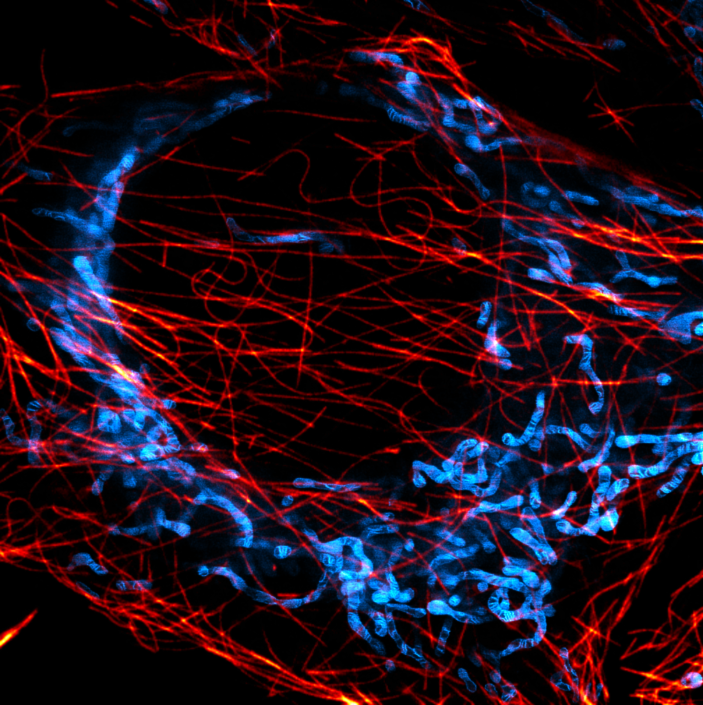 PKmito ORANGE - Probe for live cell imaging of mitochondria