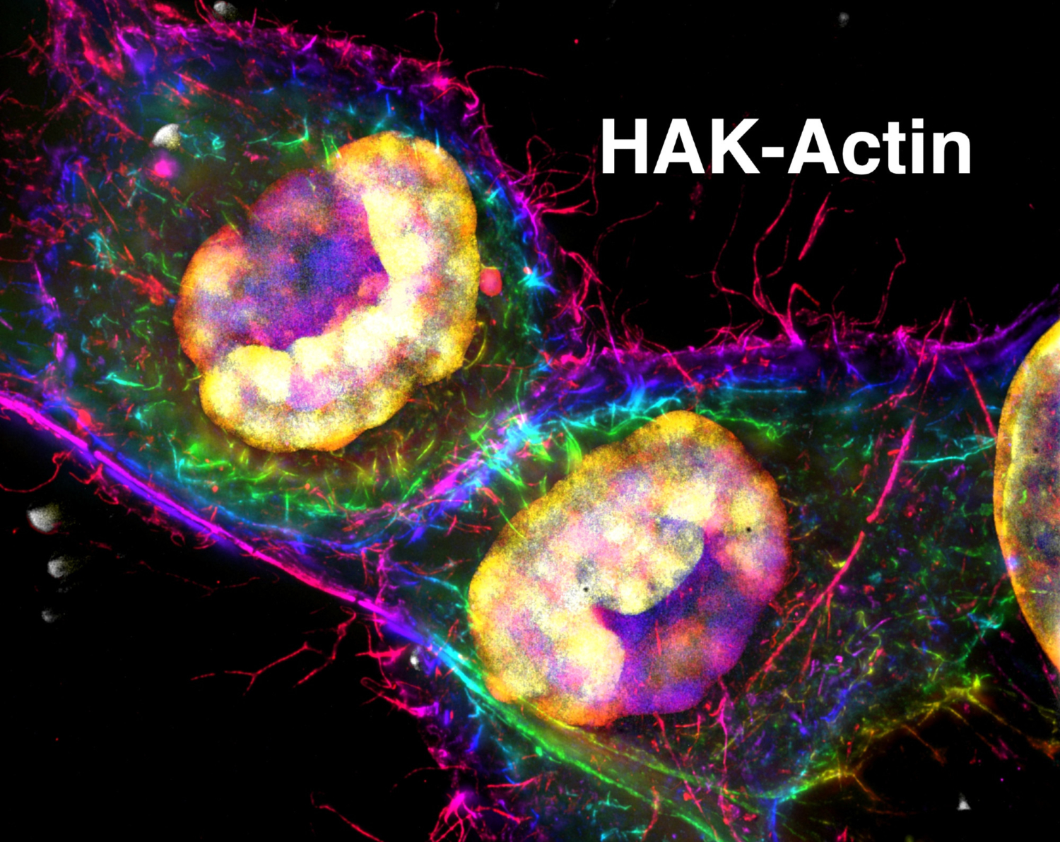 HAK-actin™ - Actin Expansion Microscopy Probe - Spirochrome
