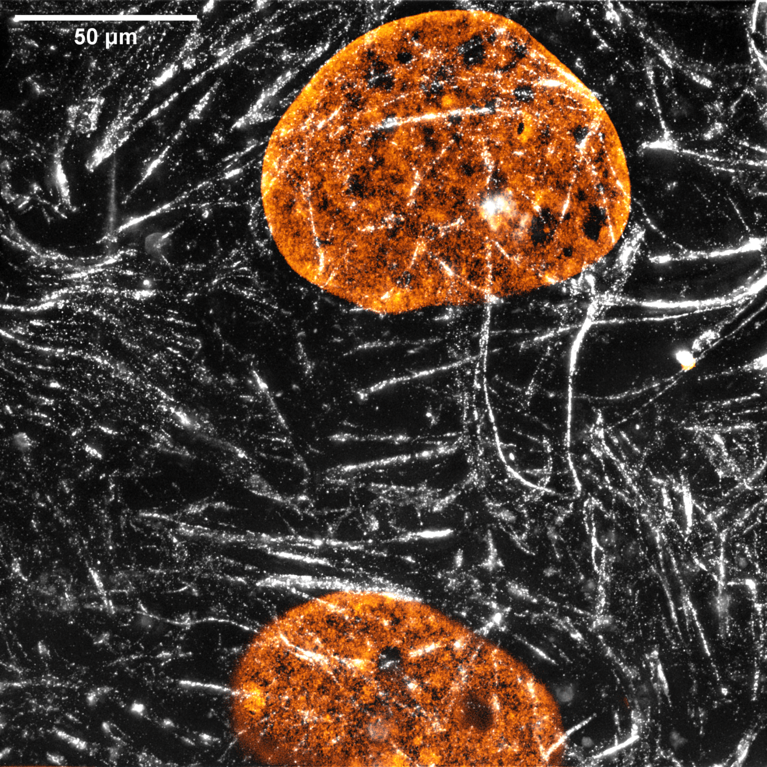 HAK-actin™ - Actin Expansion Microscopy Probe - Spirochrome